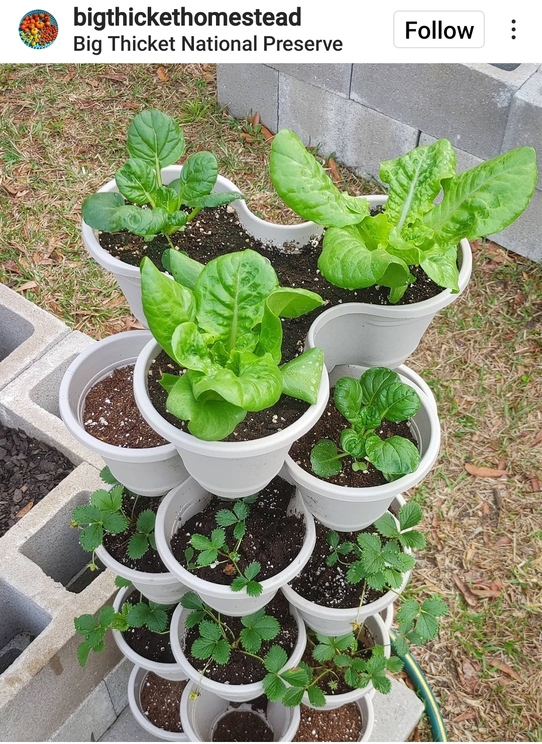 12 Dollar Tree DIY Garden Decor Ideas To Spruce Up Your Yard - Decor ...